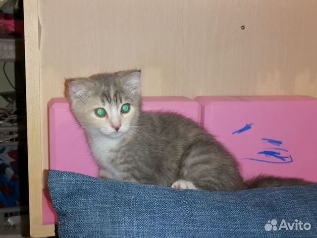 Кошечка в добрые руки