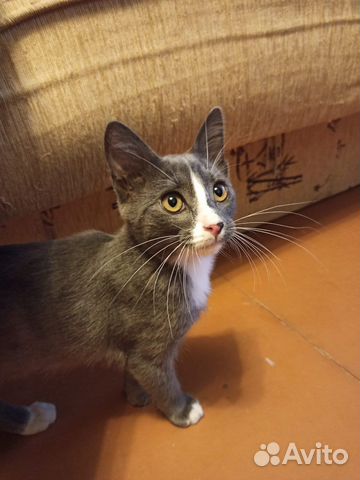 Котенка бросили на даче