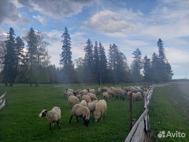 Корбанга маллар (бараны, быки, верблюды на курбан)