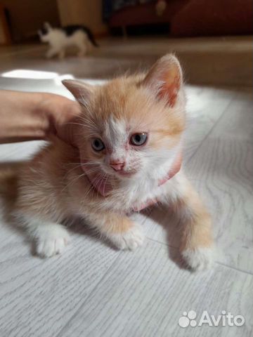Котенок