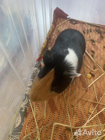 Морская свинка