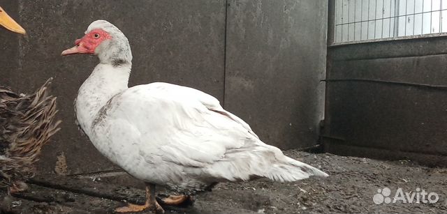 Селезень индоутки