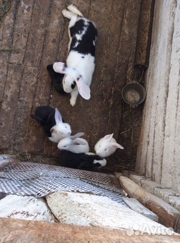 Кролики мясных пород