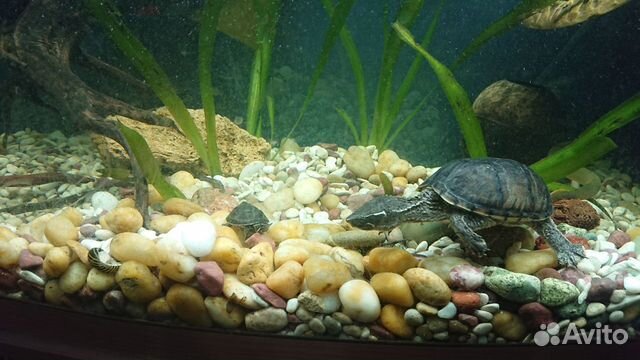 Мускусная черепаха (черепашата) х
