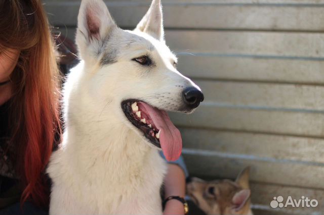 Собака Ромашка ищет дом