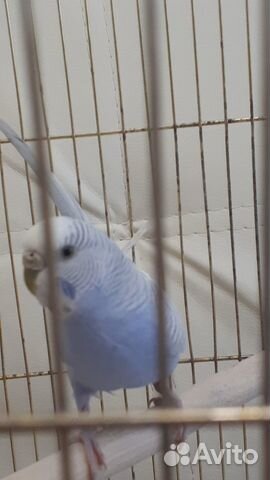 Волнистый попугай самка