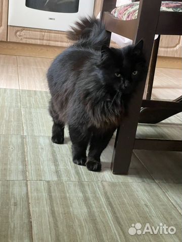 Черная кошка с зелеными глазами