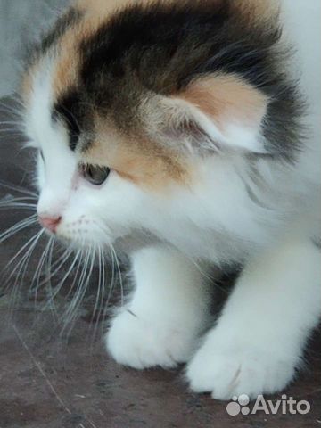 Милые вислоухие котята в хорошие руки