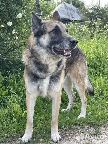 Метис овчарки