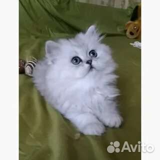 Шикарный котик и кошечка