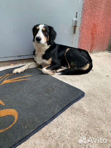 Песик бесплатно в добрые руки