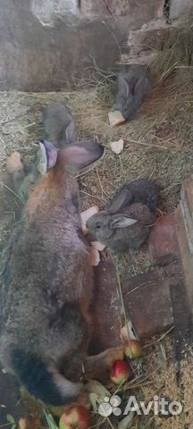 Крольчата фландр