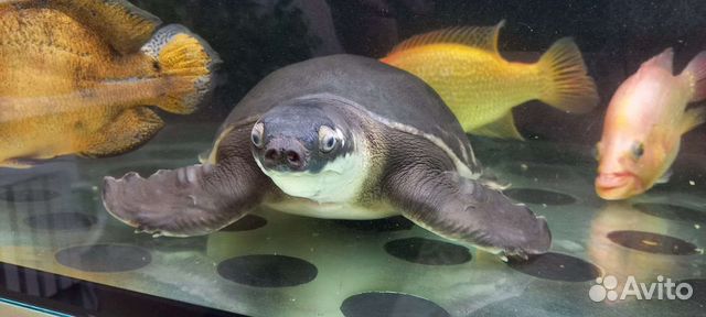 Черепаха свинорылая