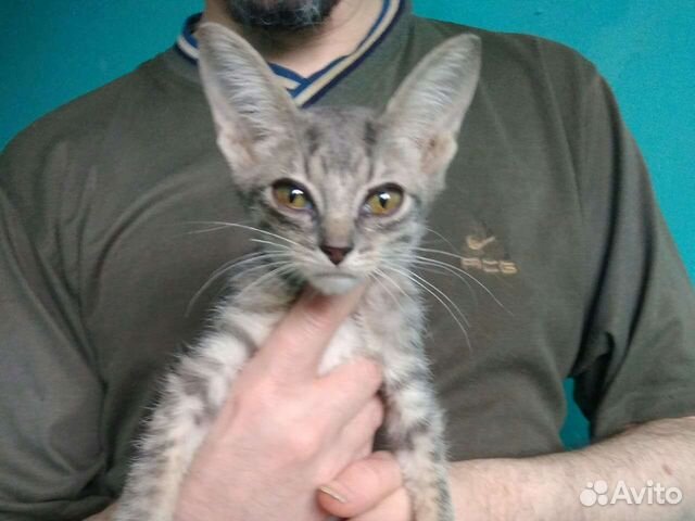 Котенок мальчик помесь сфинкса 4 месяца