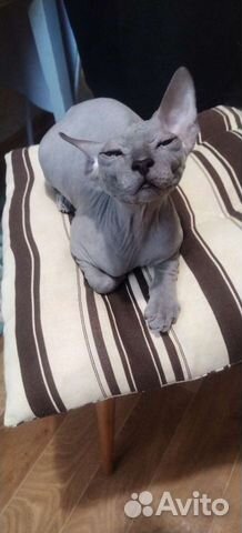 Котята дончата