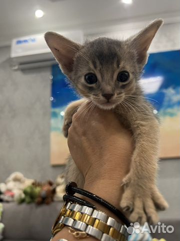 Абиссинские котята