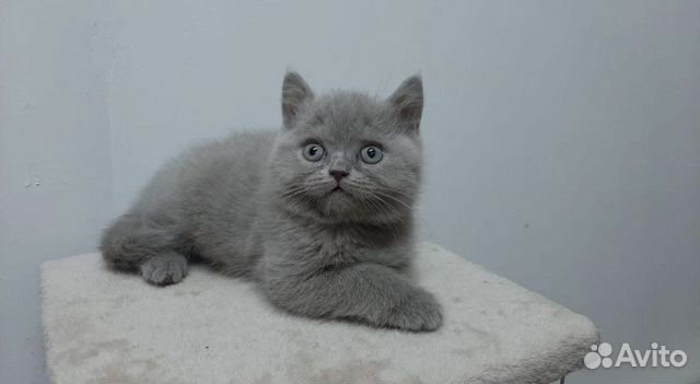 Британские лиловые котята