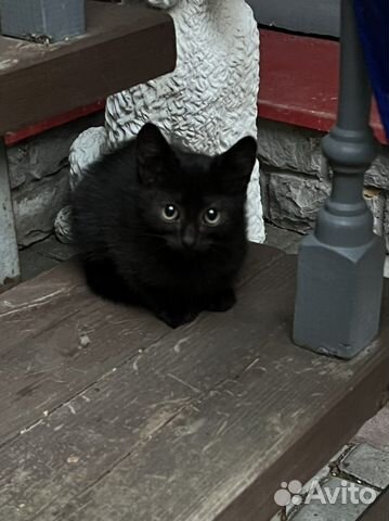 Черный котенок в добрые руки