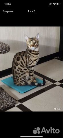Кот Бенгал 1 год