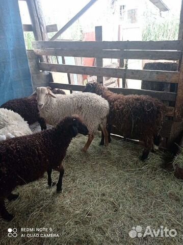 Бараны на курбан