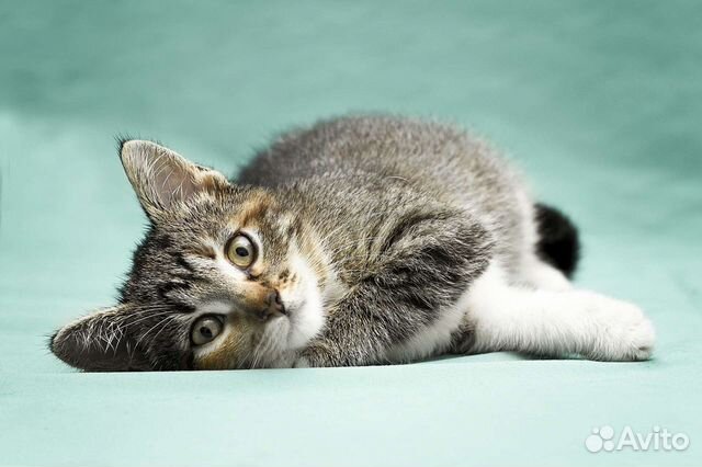 Котёнок, девочка, 2 месяца в добрые руки