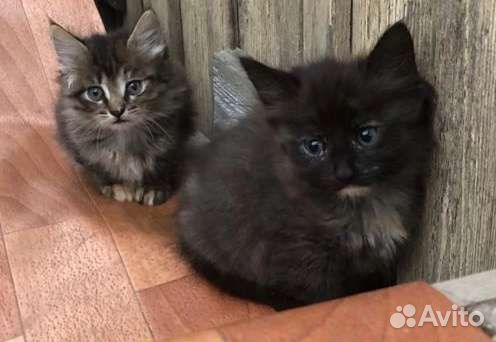 Котёнок метис Мэйн куна