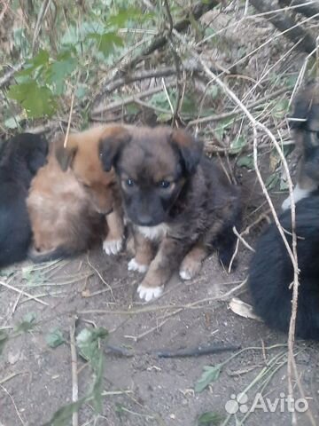 Собака в добрые руки отдам бесплатно