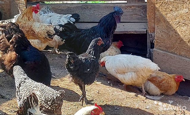 Продаётся петух