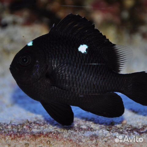 Дасцилл трехпятнистый