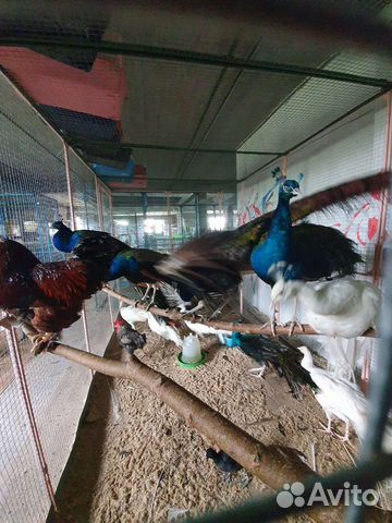 Павлины (королевские, индийские)