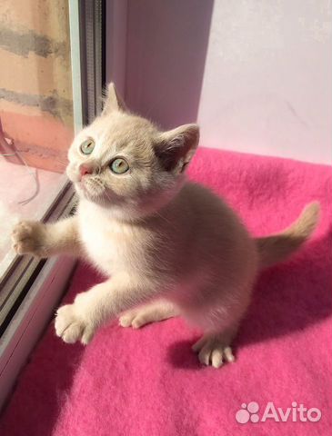 Британский котенок