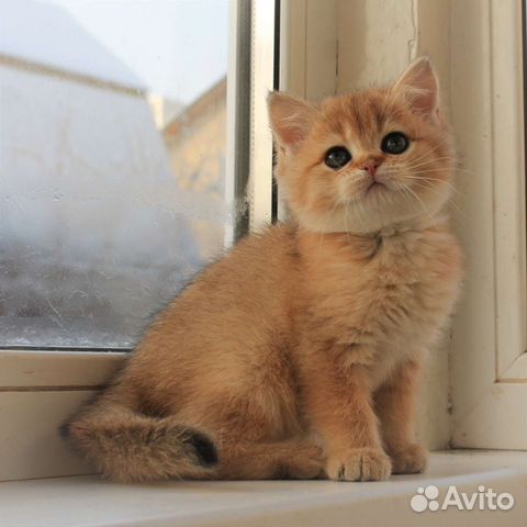 Британская кошка