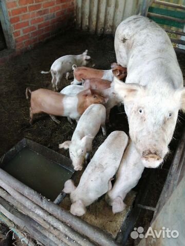 Поросята дюрок+крупная белая. Хрячки