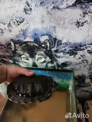 Две красноухие черепахи с аквариумом