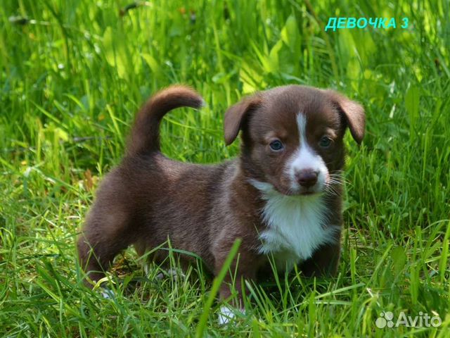 Шоко красотка кардиган