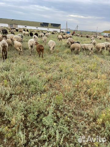 Барашки на курбан, продам отару
