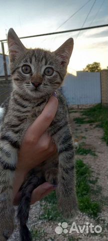 Кошка