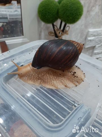 Улитки ахатины бесплатно
