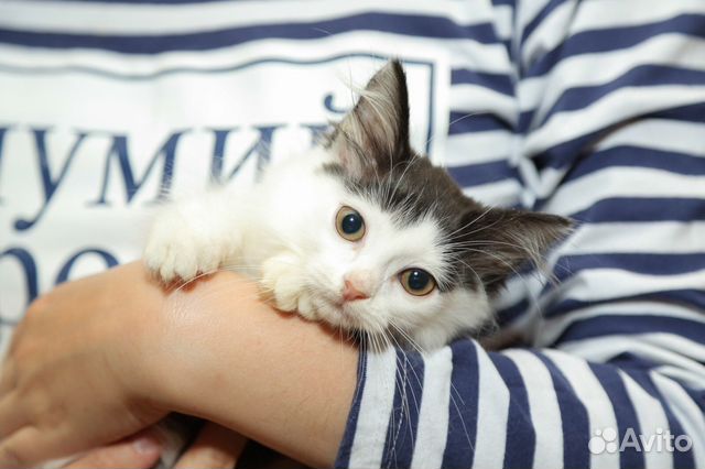 Котенок девочка бесплатно