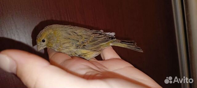 Канарейки самка
