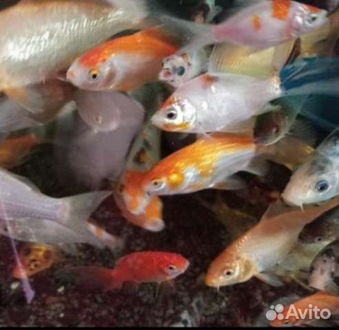 Карпы и каметы кой. Рыбки для пруда