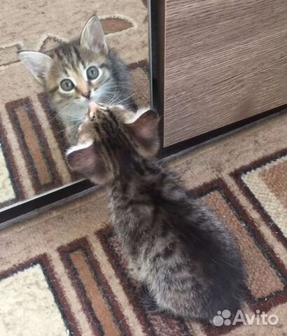 Котята в добрые руки бесплатно