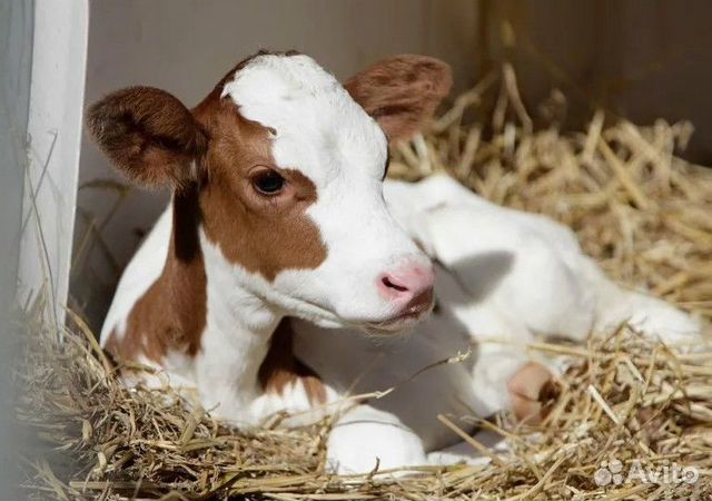 Бычки и телята