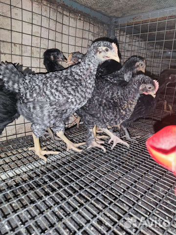 Петушки мясояичные