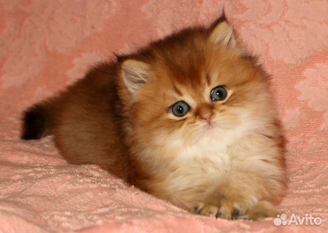Британский котенок золотая шиншилла дш