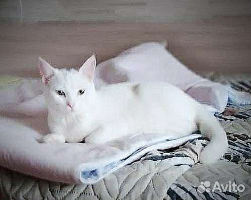 Котенок мальчик 6 месяцев метис Турецкая ангора