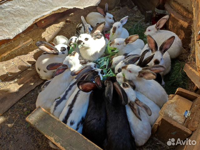 Продам кроликов