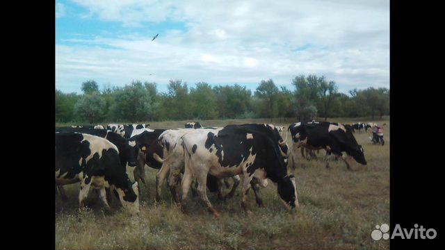 Коровы дойные молочные голштины