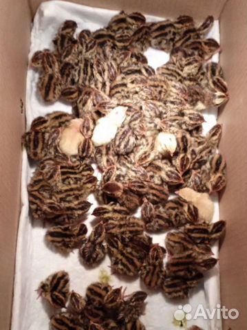 Перепела суточные