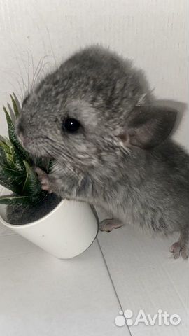 Шиншилла ангора